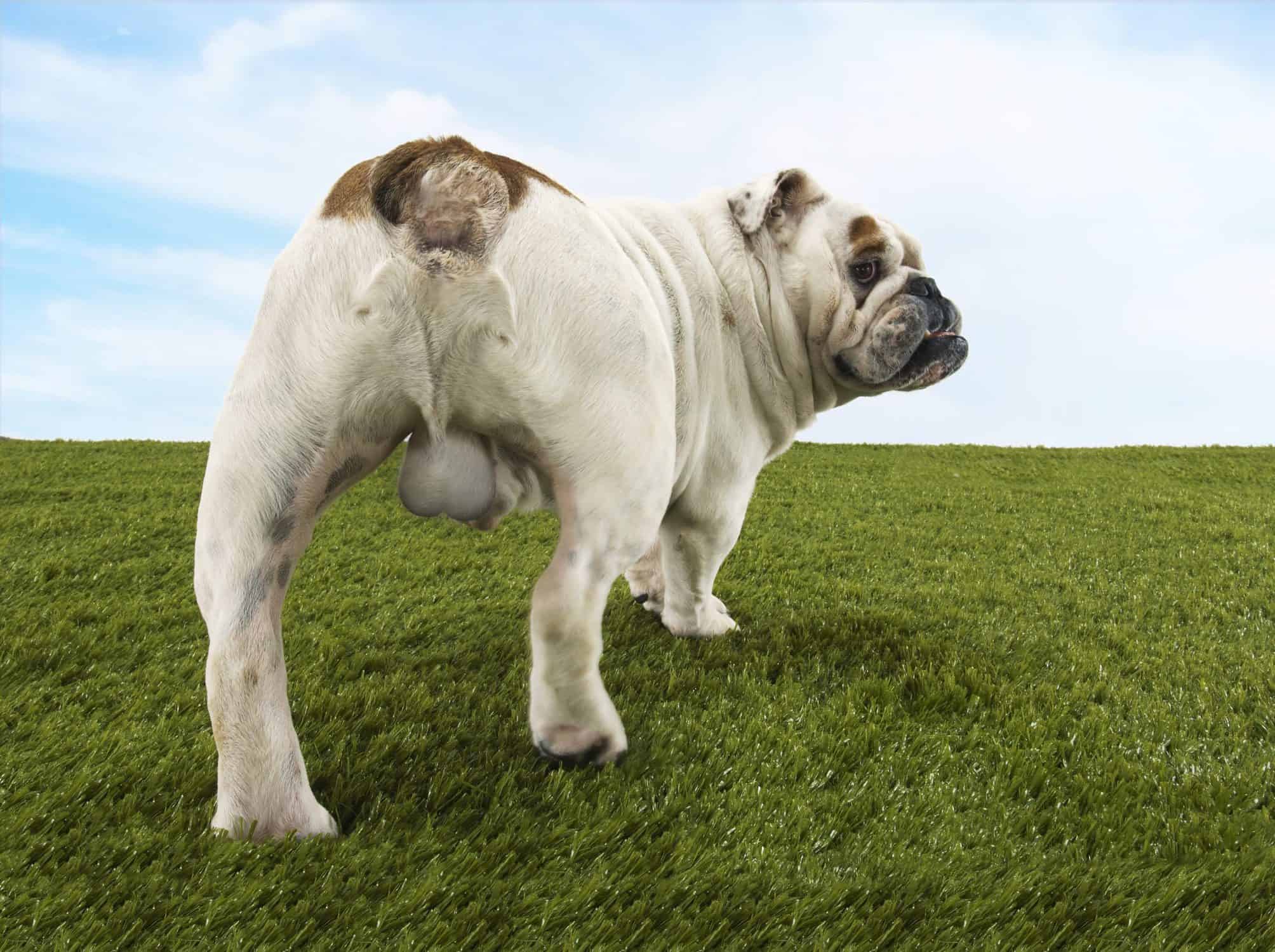 Cryptorchidism In Dogs Cryptorchid, Is Your Dog One? » FureverDogMa