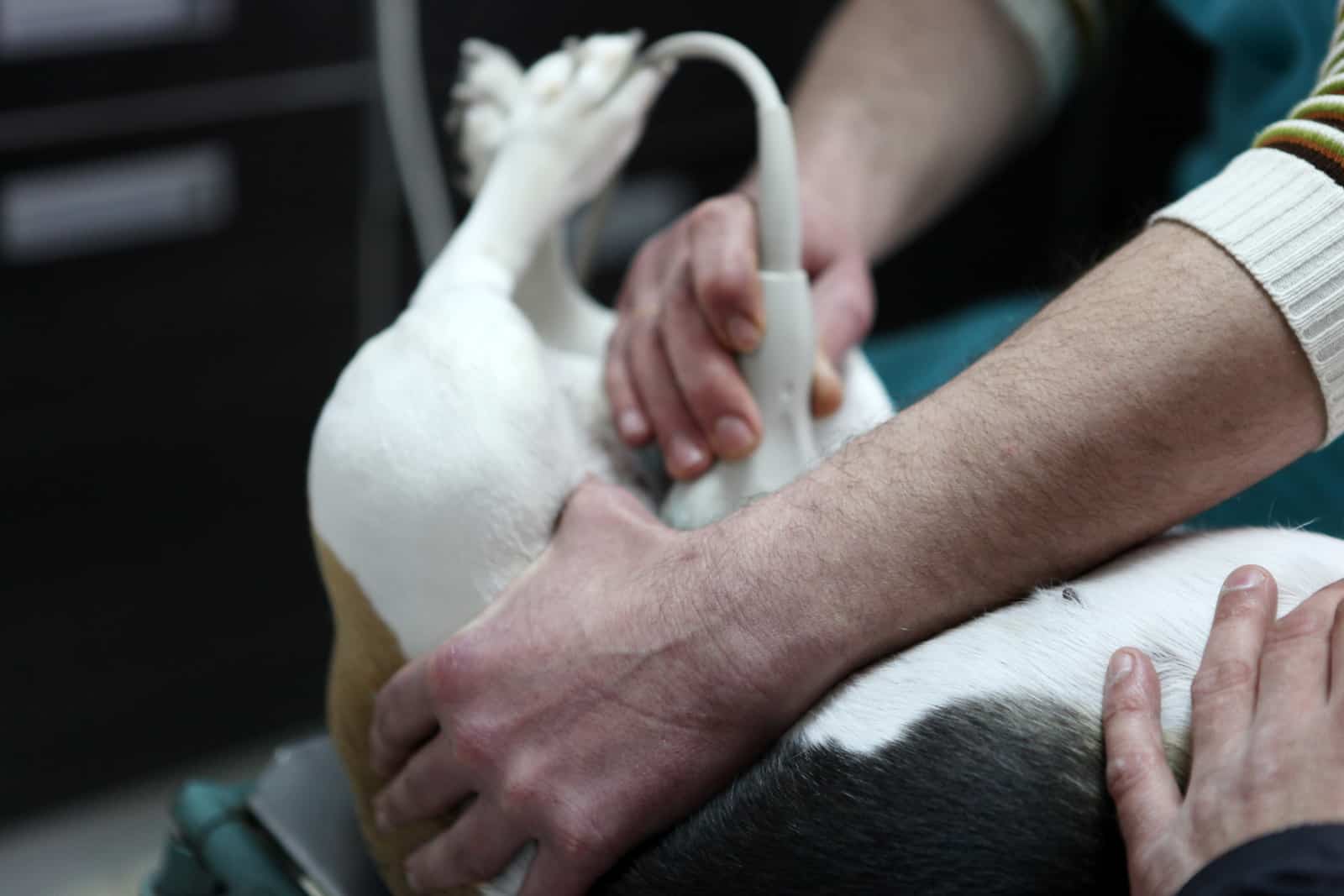 Cryptorchidism In Dogs Cryptorchid, Is Your Dog One? » FureverDogMa