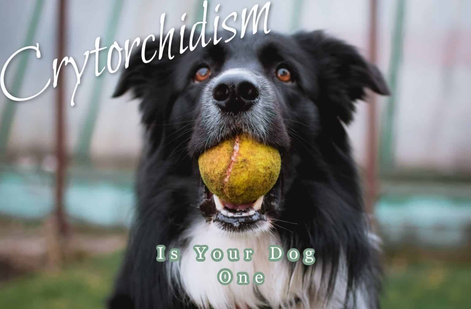 Cryptorchidism In Dogs Cryptorchid, Is Your Dog One? » FureverDogMa